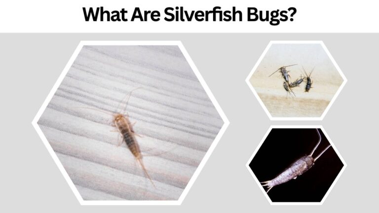 Silverfish Bugs: Identification, Causes & How to Get Rid of Them