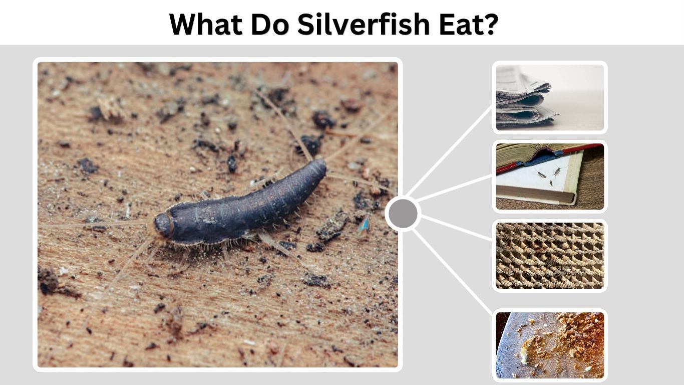 What Do Silverfish Eat? Diet, Food Sources & Prevention Guide