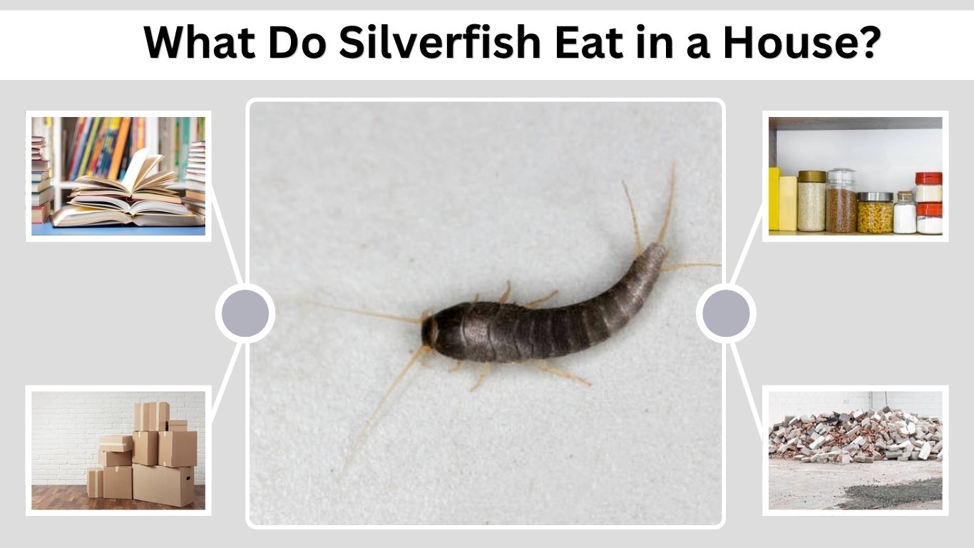 What Do Silverfish Eat? Diet, Food Sources & Prevention Guide