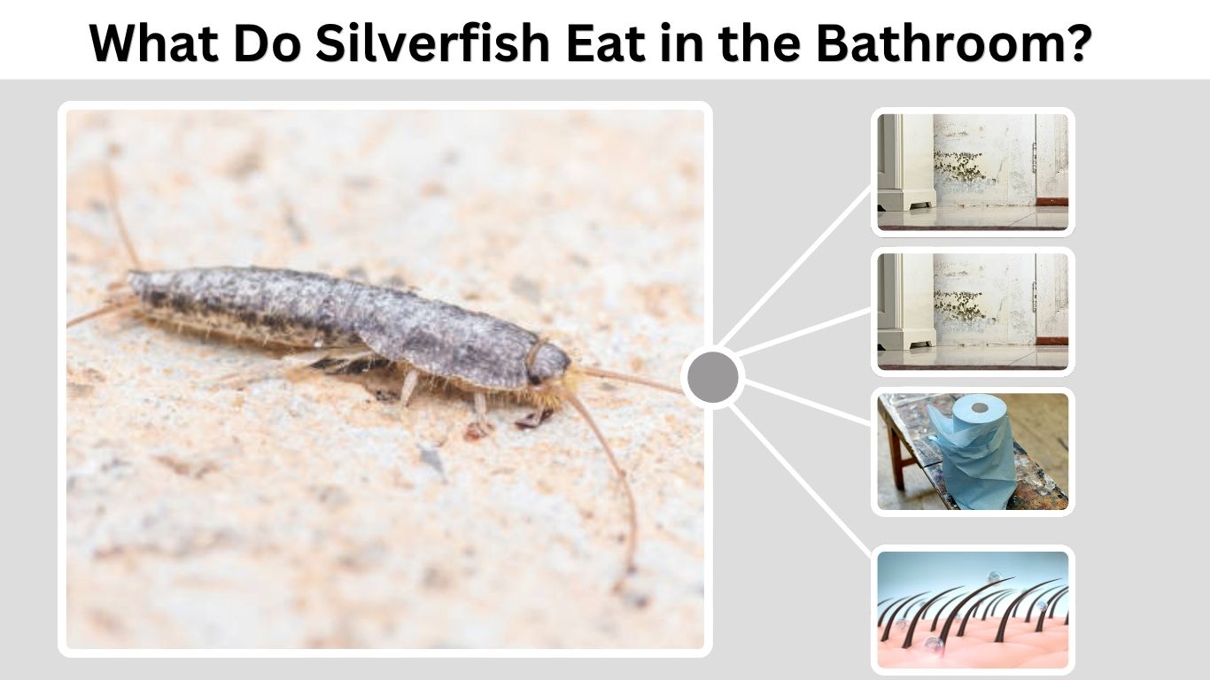 What Do Silverfish Eat? Diet, Food Sources & Prevention Guide