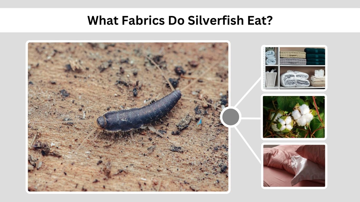 What Do Silverfish Eat? Diet, Food Sources & Prevention Guide