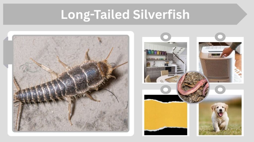 Silverfish Infestation: Signs, Causes, Risks, and How to Get Rid of Them
