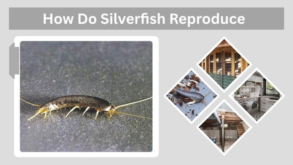 Silverfish Infestation: Signs, Causes, Risks, and How to Get Rid of Them