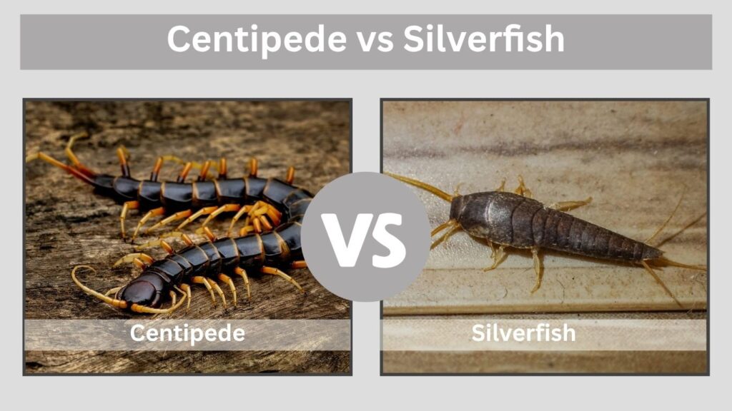 Baby Silverfish: What They Look Like and Where They Hide