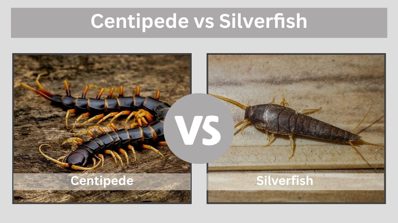 Silverfish Infestation: Signs, Causes, Risks, and How to Get Rid of Them